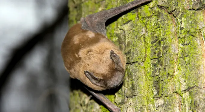 Noctule bat | Nyctalus noctula | Factsheet