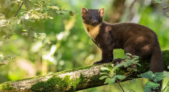 European pine marten | Martes martes | Factsheet