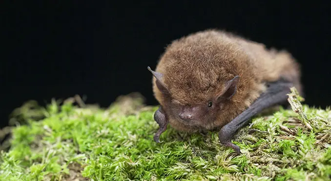 Soprano pipistrelle | Pipistrellus pygmaeus | Factsheet