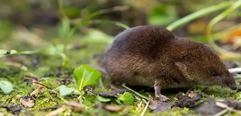 Eurasian common shrew | Sorex araneus | Factsheet
