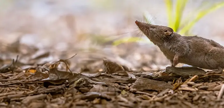 Lesser White-toothed Shrew | Crocidura suaveolens | Factsheet