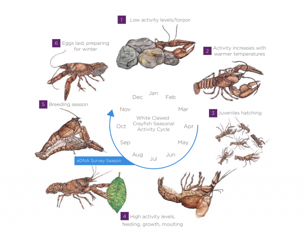 Ecology White Papers - SureScreen Scientifics