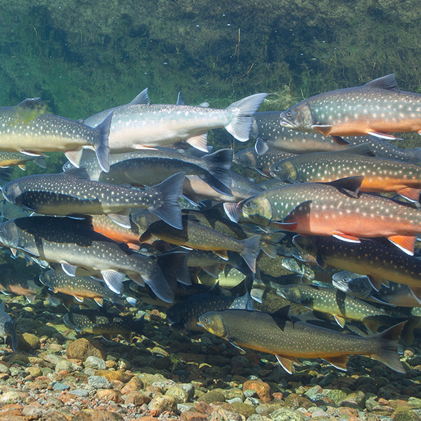 Common carp | Cyprinus carpio | Factsheet