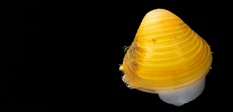 Asian clam | Corbicula fluminea | Factsheet