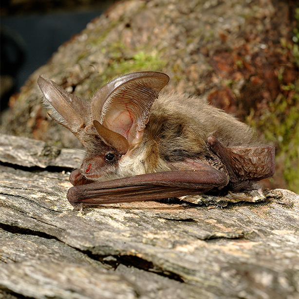 Daubenton's bat | Myotis daubentonii | Factsheet