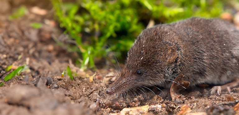 Eurasian pygmy shrew | Sorex minutus | Factsheet