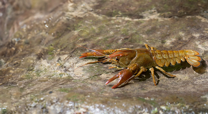 White-clawed crayfish | Austropotamobius pallipes | Factsheet