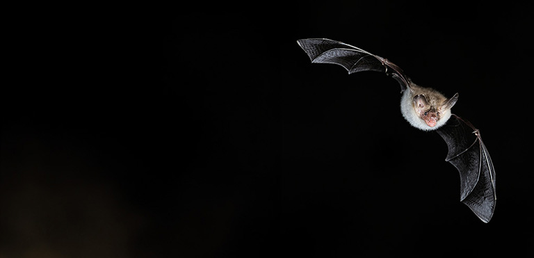 Bechstein's Bat | Myotis bechsteinii | Factsheet