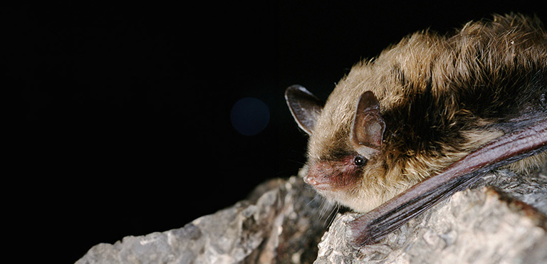 Brandt's Bat | Myotis brandtii | Factsheet