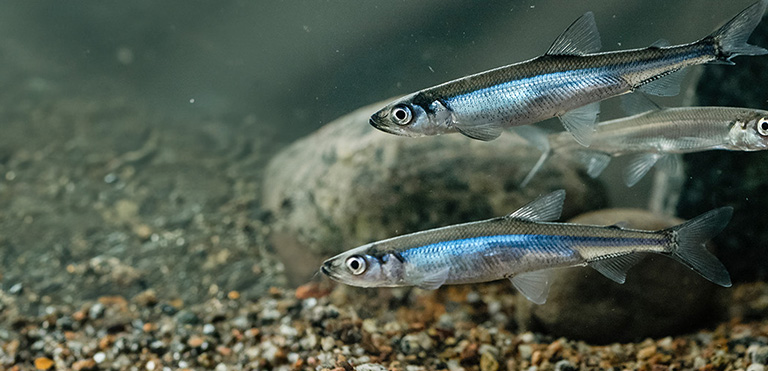 European smelt | Osmerus eperlanus | Factsheet