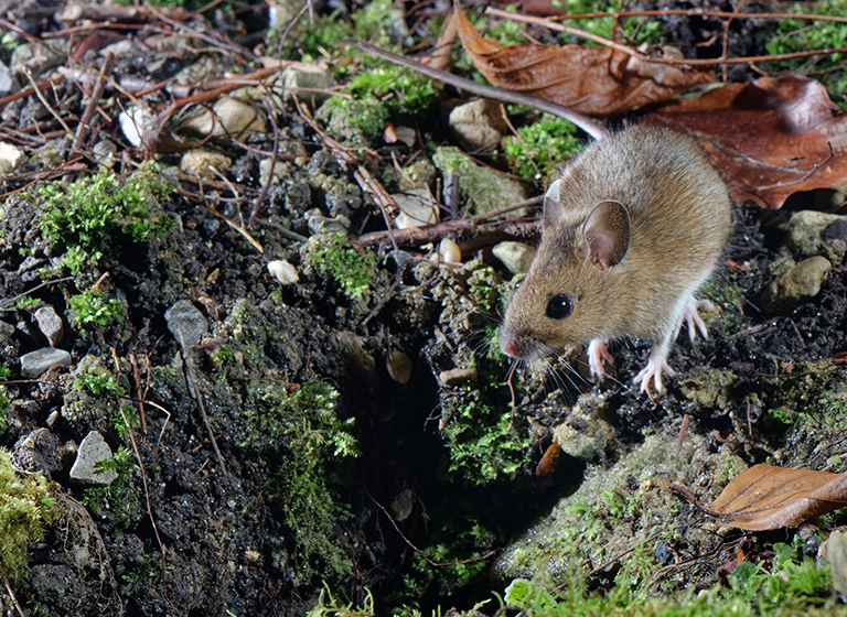 Wood Mouse | Apodemus sylvaticus | Factsheet